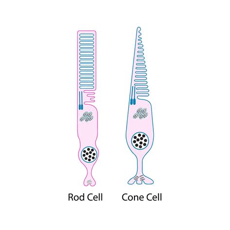 Premium Vector Rod And Cone Cell Of Human Eye Vector