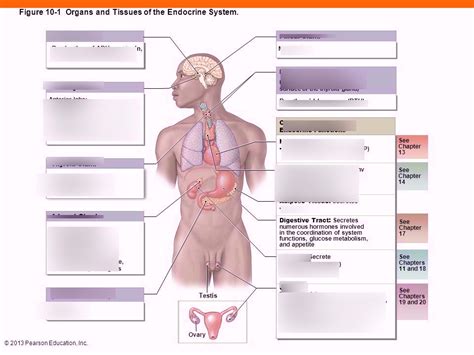 Endocrine System Diagram Quizlet