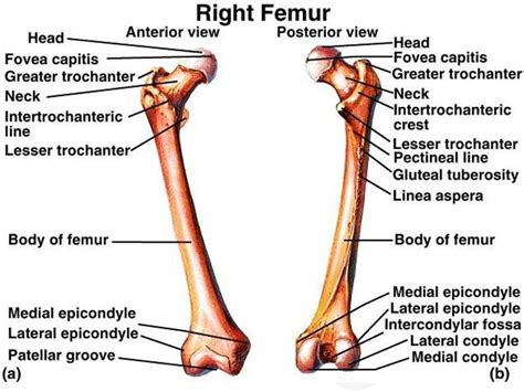 Lateral Epicondyle Femur
