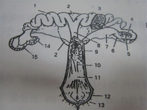 돼지 생식기 네이버 블로그