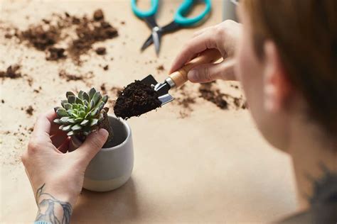 How To Make Your Succulents Grow Faster And Bigger