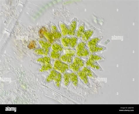 Algae Microscope 40x