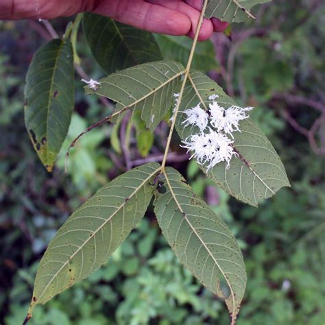 Tree Feature Black Walnut White House Natives Llc