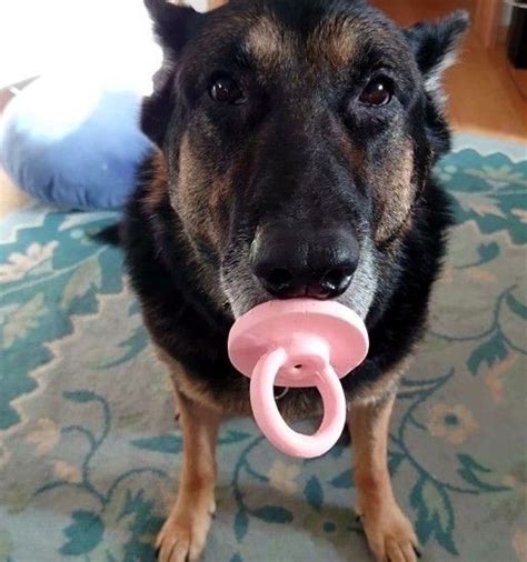 Создать мем собака с соской собака с пустышкой собака Картинки Meme