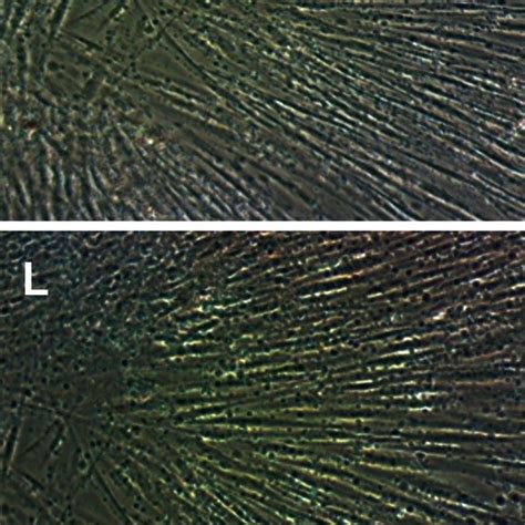 Mscs Morphology By Inverted Microscope K First Passage Cells L