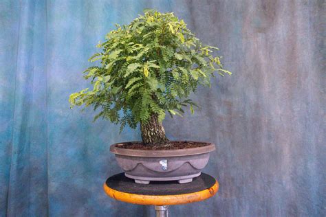 Tamarind One Of A Kind Pre Bonsai Wigerts Bonsai