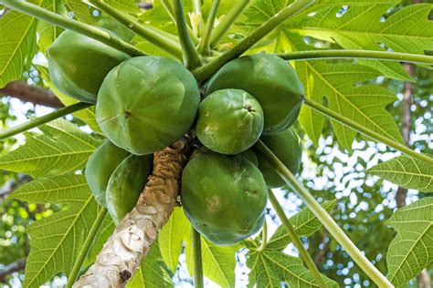 10 Benefits Of Papaya Enzyme Papain Side Effects Selfhacked