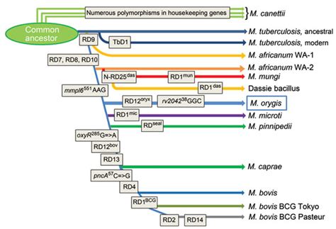 Figure 2 Characterization Of Mycobacterium Orygis As M Tuberculosis