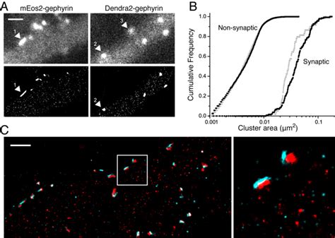 Single Molecule Imaging Of Gephyrin Clusters At Inhibitory Synapses A Download Scientific
