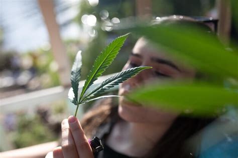 Premium Photo High Angle View Of Woman Holding Leaves