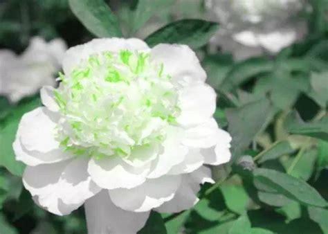 牡丹花品种介绍及图片 牡丹品种介绍及图片 牡丹花品种及图片大全 大山谷图库