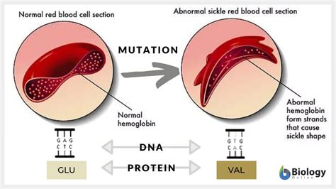 Polymorphism Definition And Examples Biology Online Dictionary