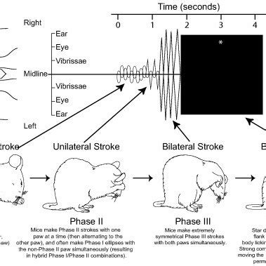 Sequential Super Stereotypy Of Syntactic Pattern Cumulative Rates Of Download Scientific