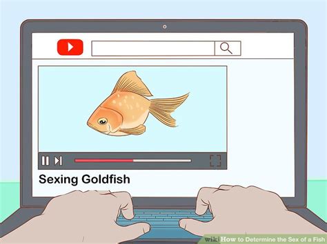 3 Ways To Determine The Sex Of A Fish Wikihow