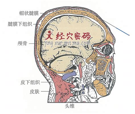 头维的准确位置图片头维穴位的作用和功效经穴密码网