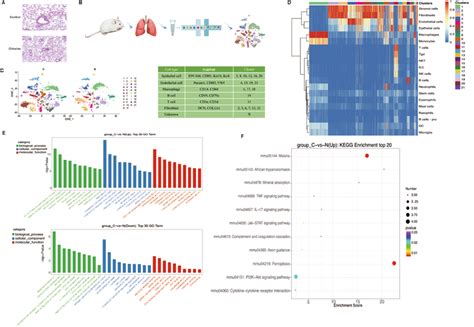 Single Cell Transcriptomic Atlas Of Mice Lung Tissues A Lung Download Scientific Diagram