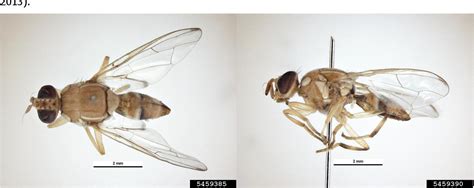 Figure 4 From Pest Survey Card On Bactrocera Zonata Semantic Scholar