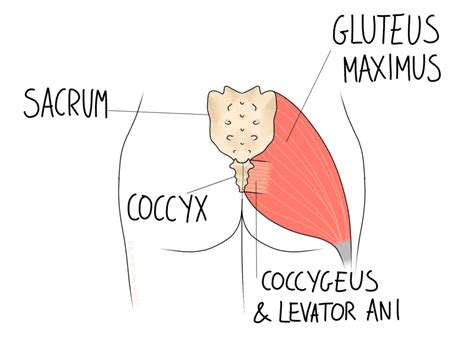 Coccyx