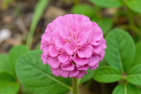 Pink Clover Uses Safety And Botanical Facts