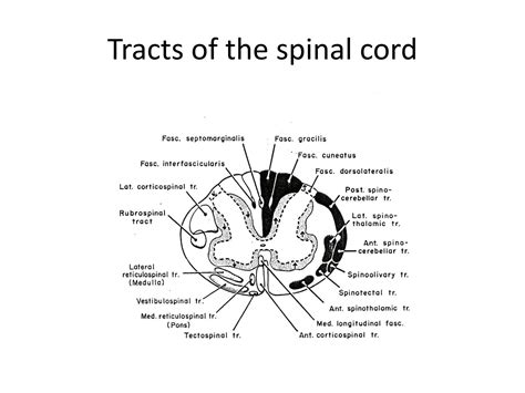 Solution 8c Topography Of Spinal Cord 2ctracts 2c Basal Ganglia 2c