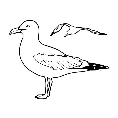 갈매기 색칠 공부 Kr에서 무료 색칠 공부
