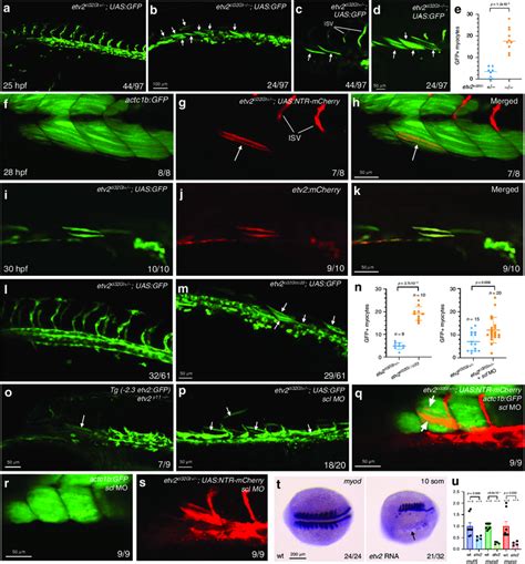 Etv2 Expressing Cells Differentiate As Skeletal Muscle Cells In The