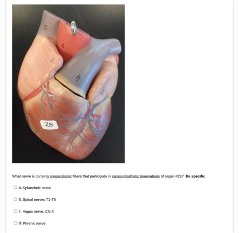 Solved What Nerve Is Carrying Preganglionic Fibers That