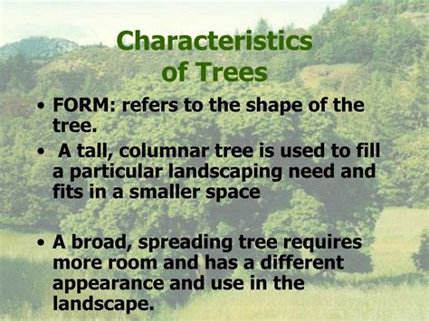 Ppt Deciduous Trees Powerpoint Presentation Free Download Id 1120559