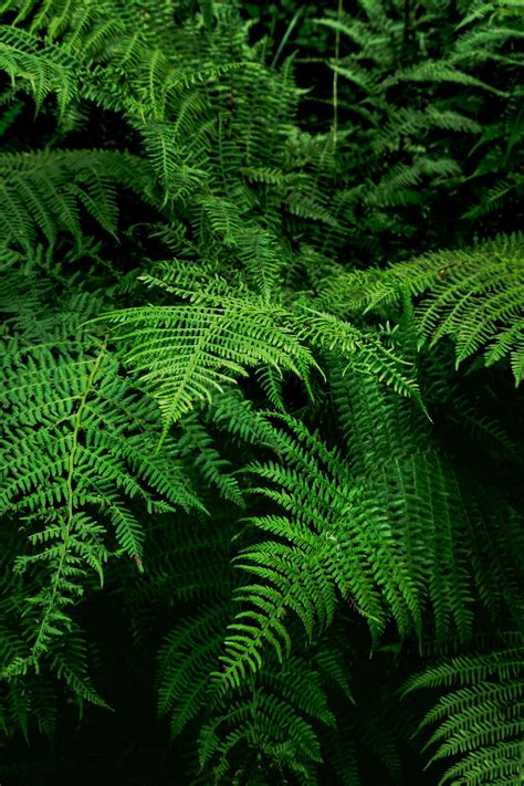 관목 광합성 그늘 나뭇잎 녹색 녹지 무성한 밀림 산소 산소 생산 삼림지대 생물 다양성 생태 선명한 성장 숲 식물 식물군 식물의 식물학