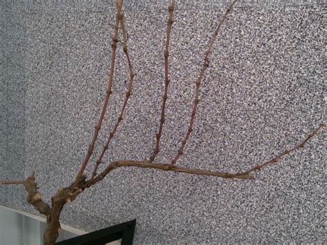 Tree Ps Instance Segmentation Dataset And Pre Trained Model By ComputerVisionws