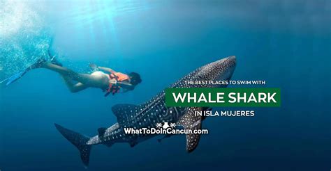 The Best Places To Swim With Whale Sharks In Isla Mujeres
