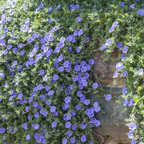 Convolvulus Sabatius Ground Morning Glory — Water Wise 43 Off