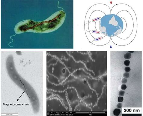 A Magnetosome Like Structure With High Tumor Tissue Penetration Efficiency