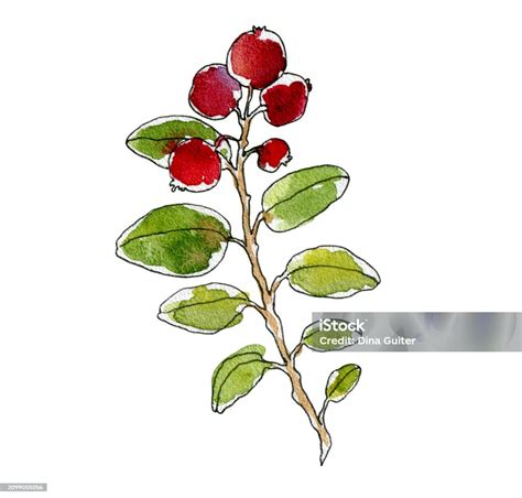 손으로 그린 크랜베리 가지 수채화 그림 흰색에 고립되어 있습니다 빨간 열매와 잎을 가진 숲 식물 스케치 Foxberry 요소 음식 엽서 제품 디자인 초대장 가을에 대한 스톡