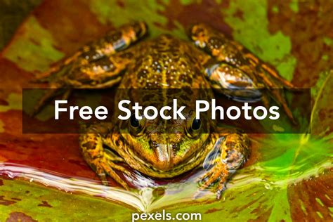 Screaming Frog Photos Download The Best Free Screaming Frog Stock