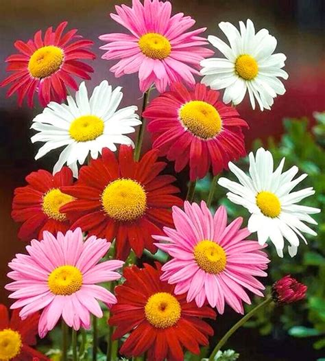 Generic 2000 Pyrethrum Tanacetum Chrysanthemum Seeds Pyrethrum