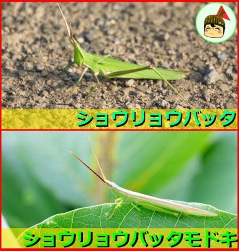 ショウリョウバッタモドキの見分け方を紹介似たバッタとの違いを徹底解説 生き物ネット