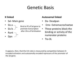 Sex Determination In Drosophila PPT