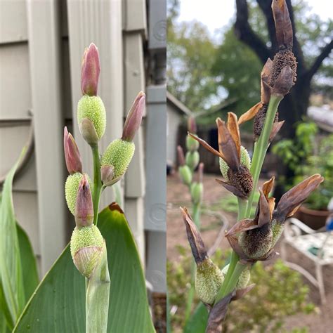 Lily Seed Pods