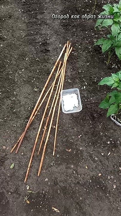 Выращивание перцев Garden дача огород Plants сад Relaxing Youtube