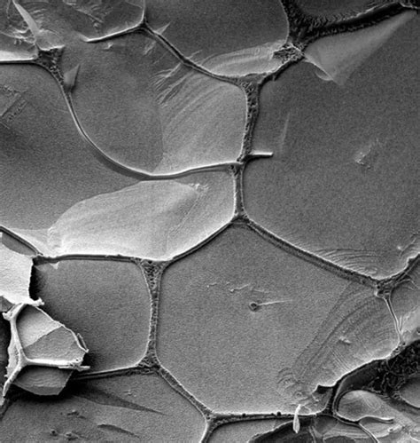 Scientists Simulate The First Ever Rna Self Replication Process American Biotech News