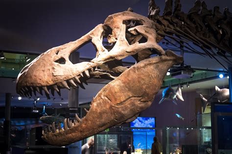 무료 이미지 박물관 두개골 뼈 미술 해골 관광 명소 화석 공룡 꺼진 티라노 사우루스 쥬라기의 특수 효과