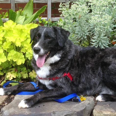 Ellis Carolina Border Collie Rescue