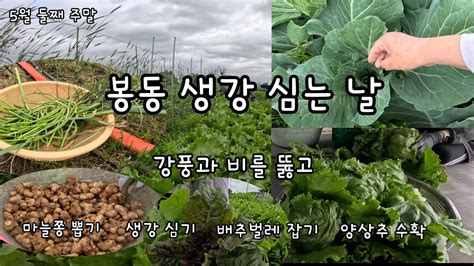 240502 성장기간 제일 긴 생강 심었어요 봉동 생강 양상추 수확 양배추 벌레잡기 마늘쫑 삼층파 자색양파 검은보리 토종생강 Youtube