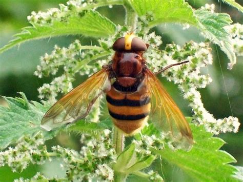 Hornet Hoverfly Uk The Ultimate Guide To Volucella Zonaria Revive A Bee