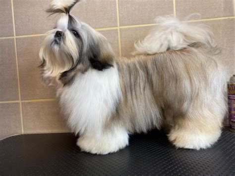 Chiots à Vendre Elevage Du Fu Xing Eleveur De Chiens Shih Tzu