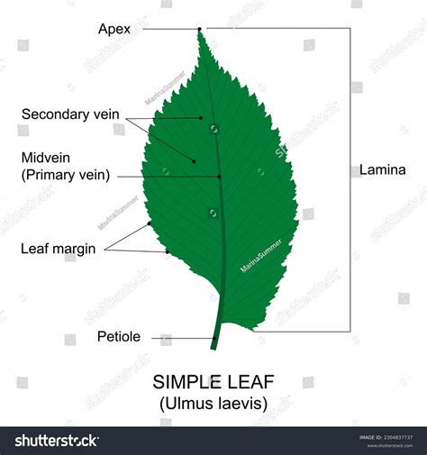 Simple Leaf Diagram