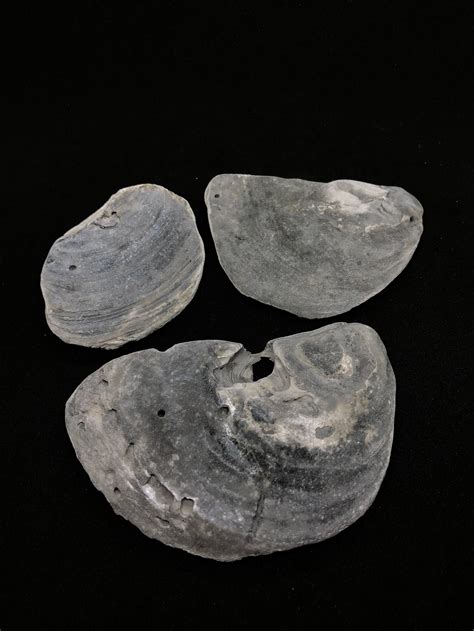 Oyster Sea Shells Fossilized Shells Fossil Shells Bivalve Genuine