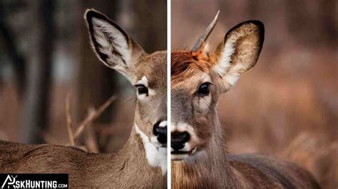 How To Identify Whitetail And Mule Deer Key Differences