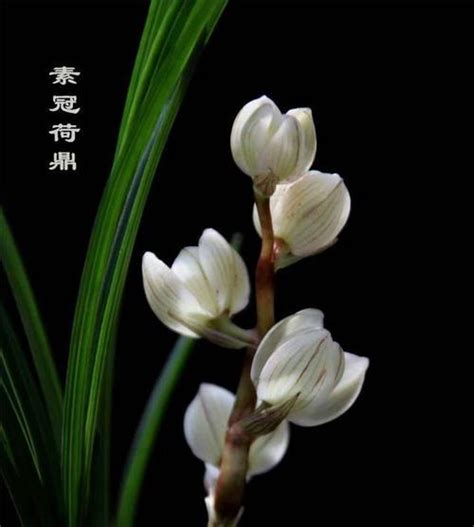 探秘兰花开花时间（了解兰花生长周期和开花环境，提高兰花栽培技巧）花植网